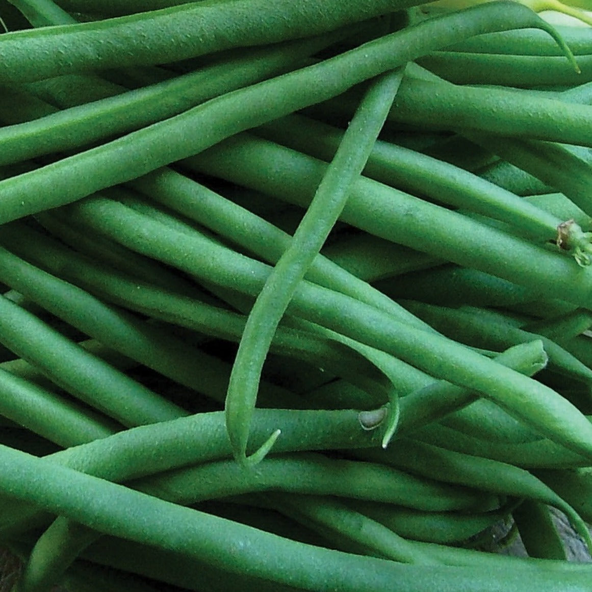 Jade Bean (Bush) – Grow It Depot