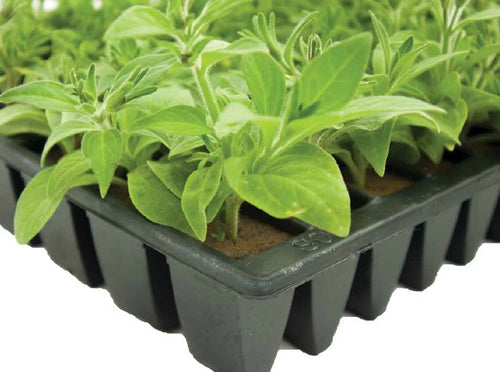 Oasis 10CT WEDGE STRIPS 224/CS (2240) - Pallet of 16 Cases – Grow It Depot