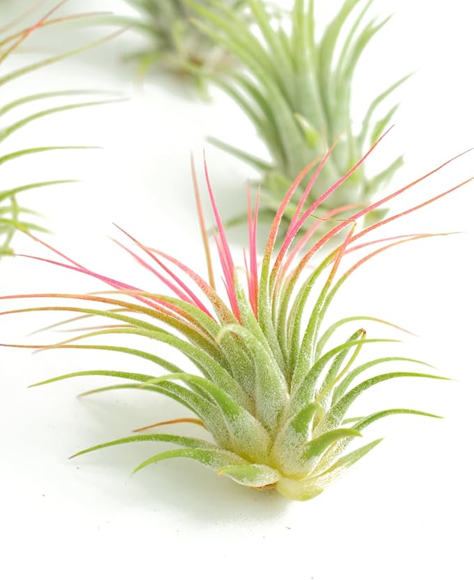 Shop Succulents Ionantha Tillandsia Air Plants, Assorted Mini Live Ind ...