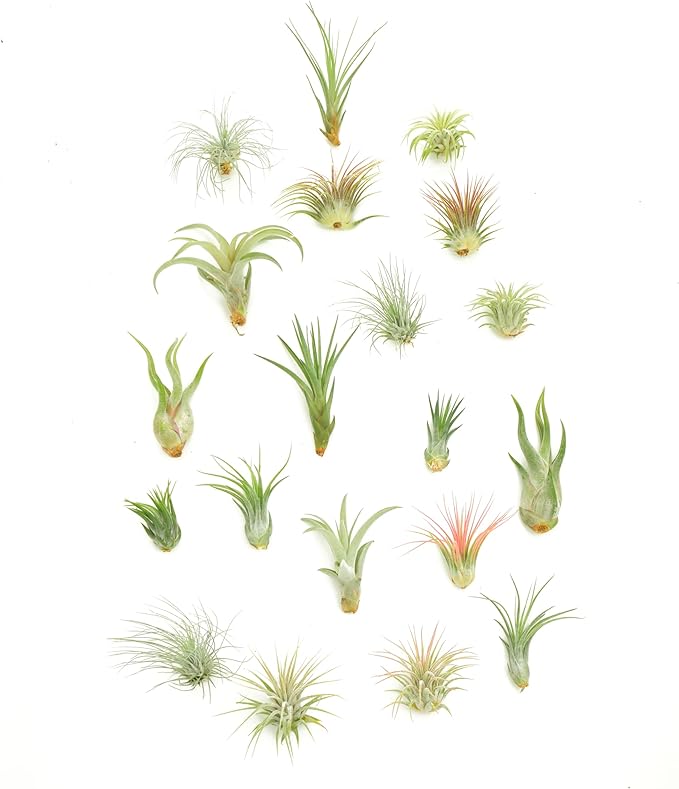 Shop Succulents | Assorted Collection | Variety of Species, Tropical H ...