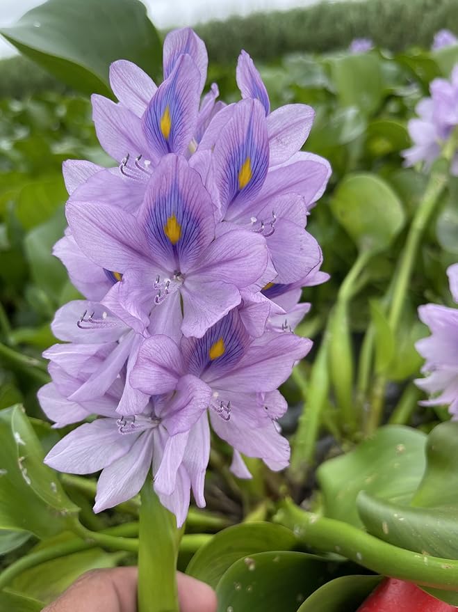 12 Water Hyacinth (Eichornia Crassipes) Floating Water Garden Pond Pla ...
