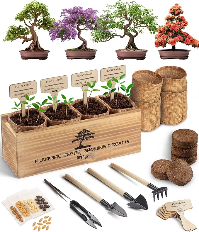 Bonsai Tree Kit – 4X Unique Japanese Bonzai Trees | Complete Indoor St ...