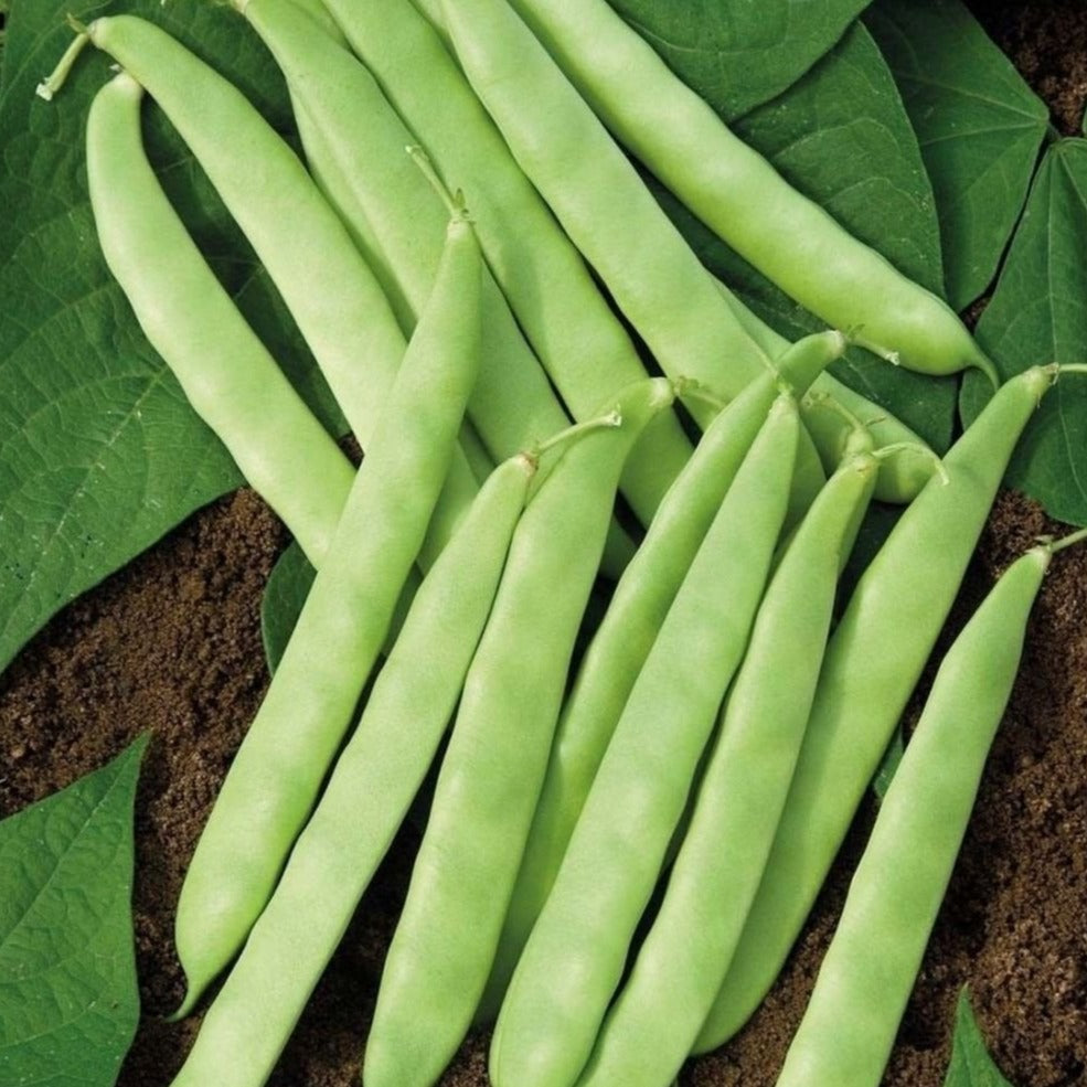 Roma II Bean (Bush) – Grow It Depot