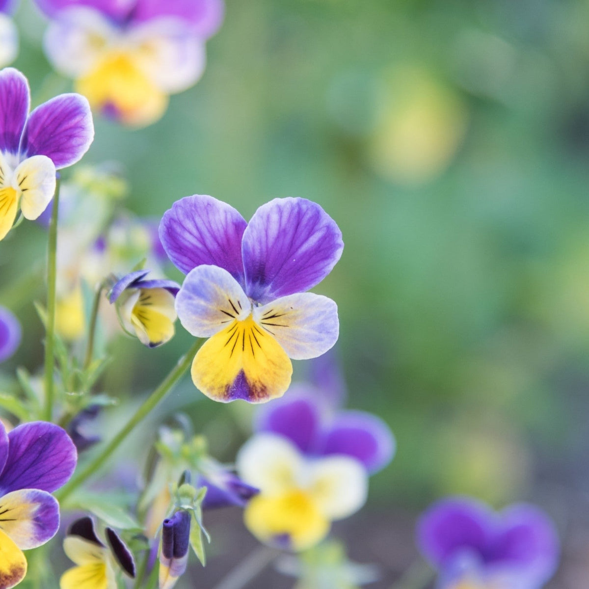 Johnny Jump Up Viola – Grow It Depot