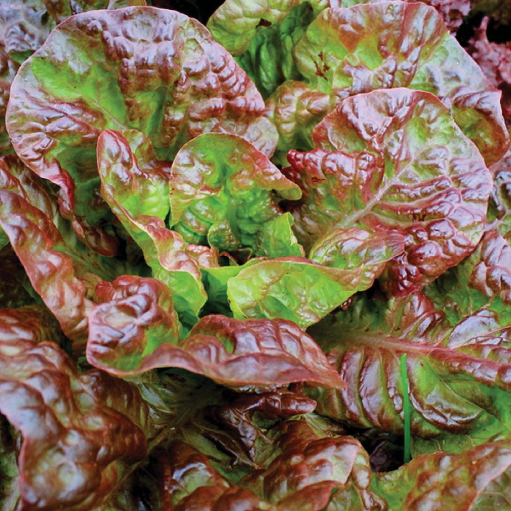 Prizehead Leaf Lettuce – Grow It Depot