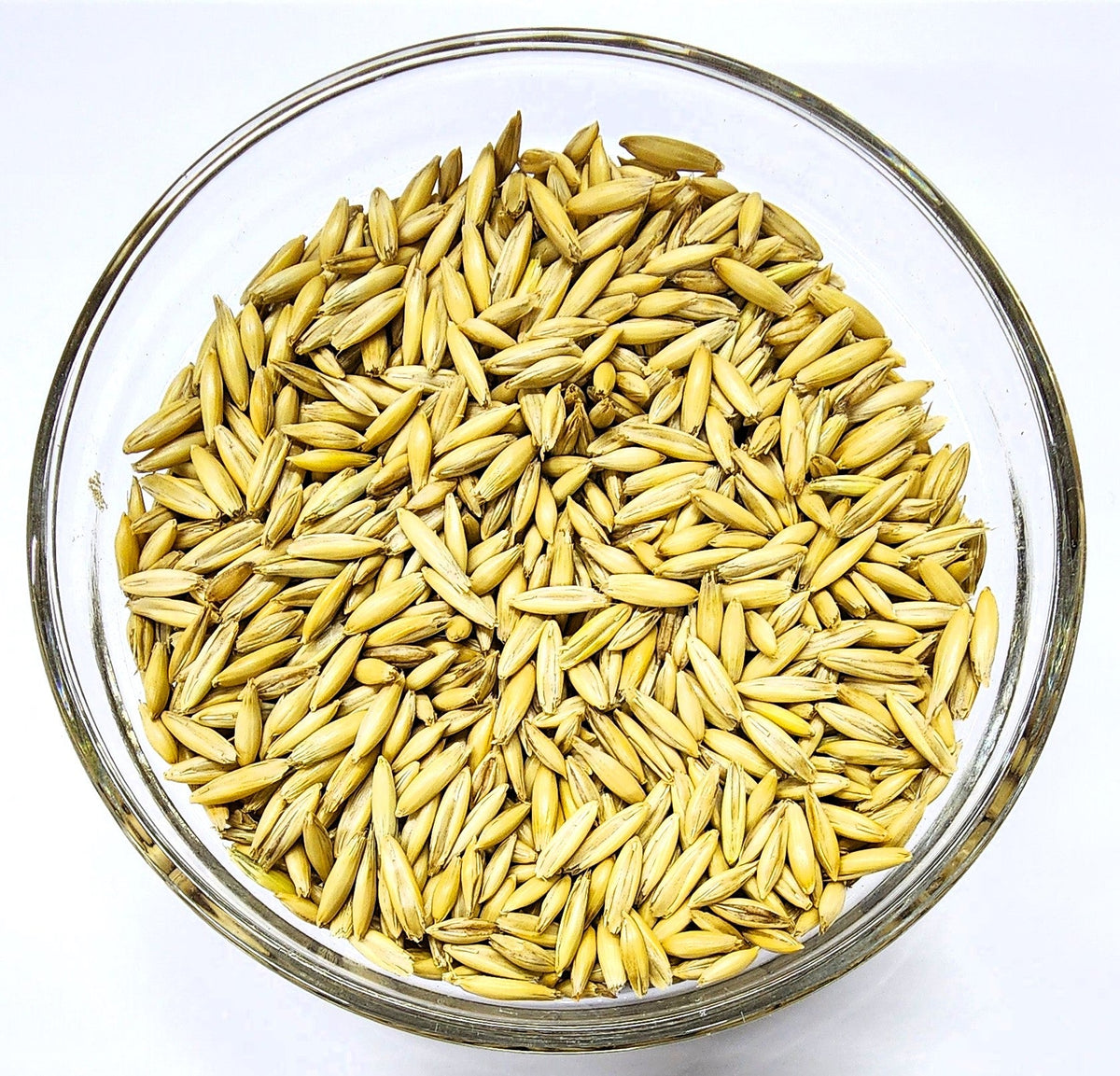 Spring Oats OG – Grow It Depot