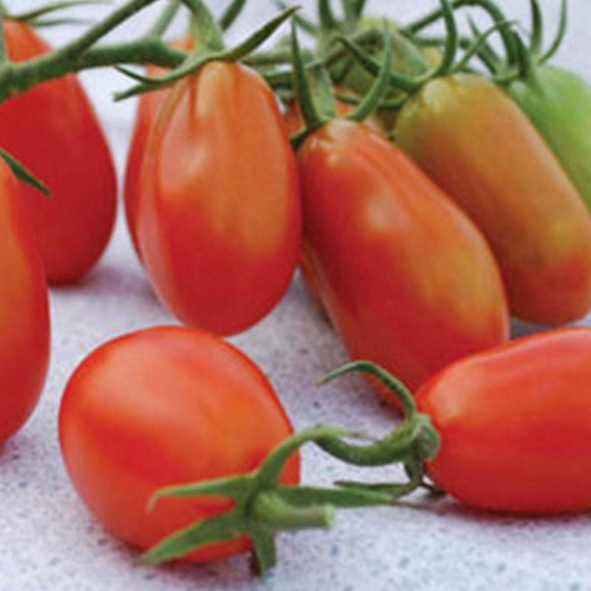Baby Roma Tomato – Grow It Depot