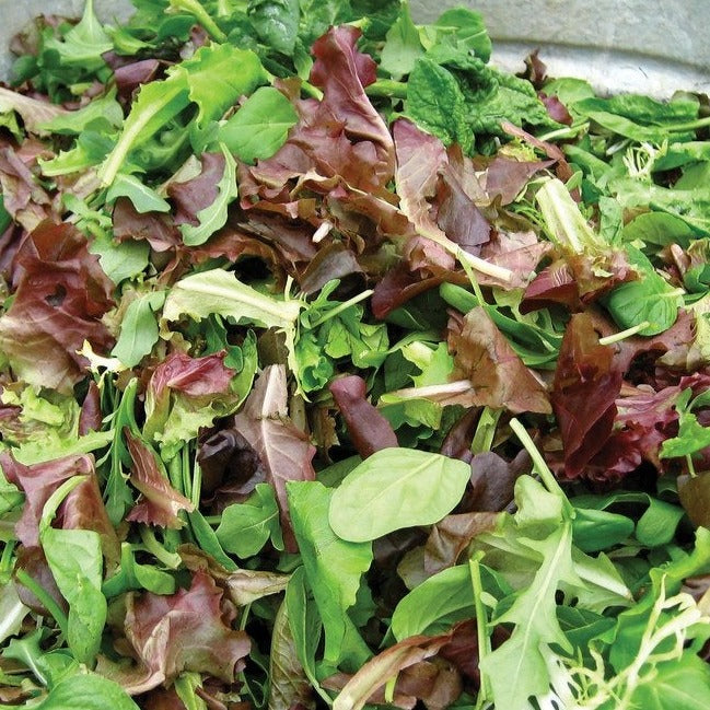 Salad Bowl Mix – Grow It Depot