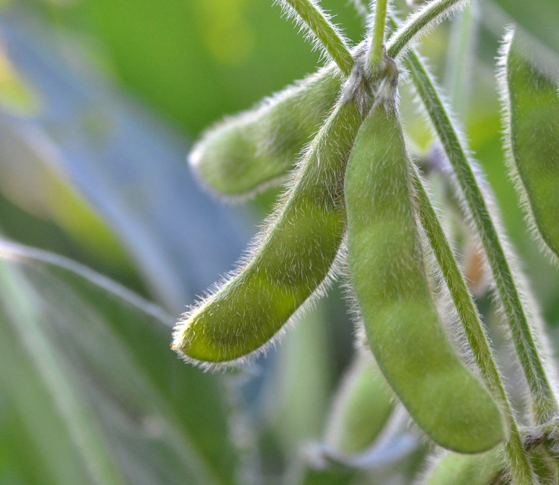 Shirofumi (Edamame) Soybean (Bush) – Grow It Depot