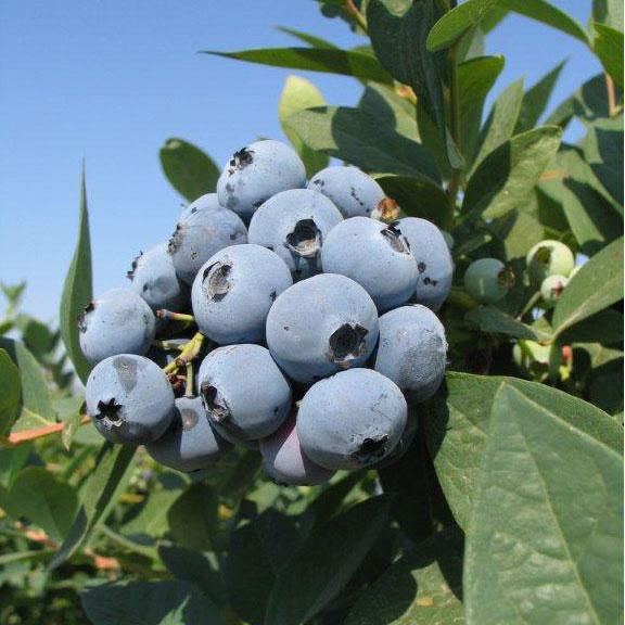 Jewel Blueberry (Early to Mid Harvest) – Grow It Depot