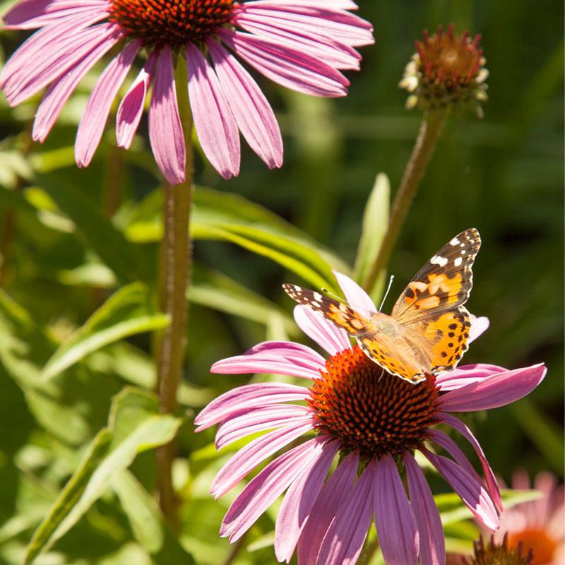 Butterfly Garden Wildflower Mix (pack) – Grow It Depot
