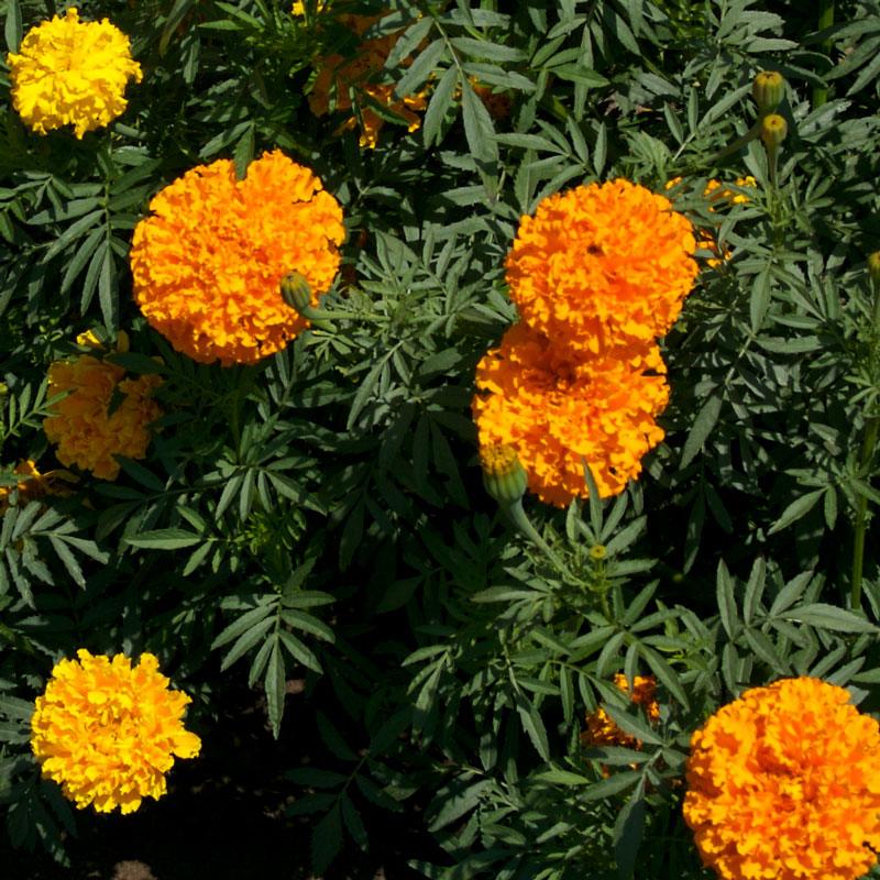 Marigold, African (pack) – Grow It Depot