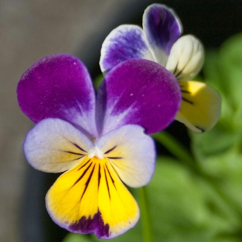 Johnny Jump Up Viola (pack) – Grow It Depot