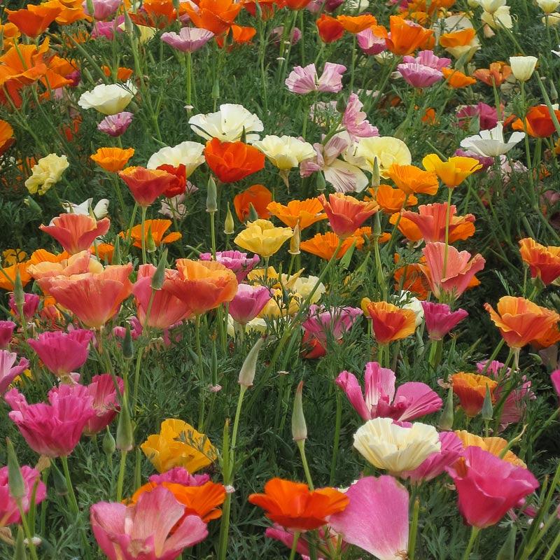 California Poppy, Mission Bells (lb) – Grow It Depot