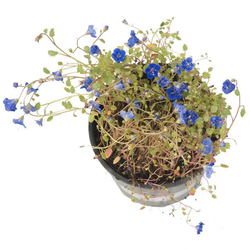 California Blue Bells (pack) – Grow It Depot