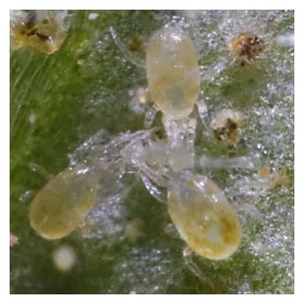 Mite Predator, Neoseiulus californicus - 25,000 (Bran) - 119024251 ...