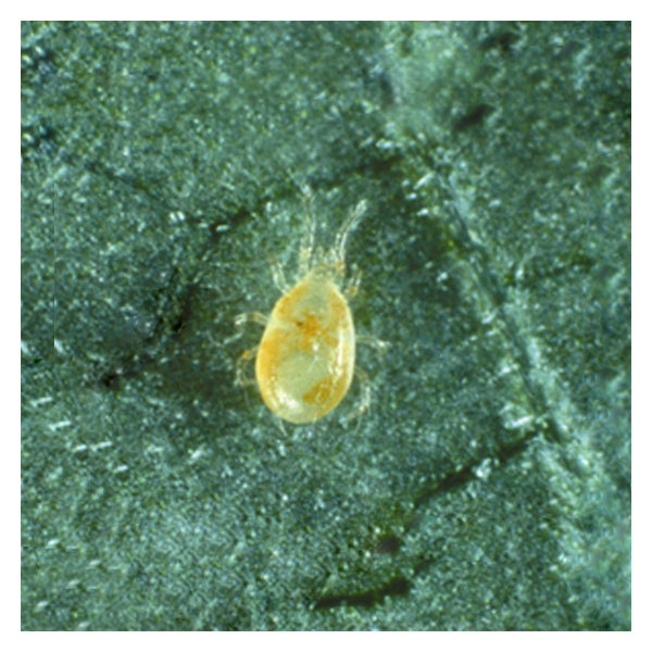 Mite Predator, Neoseiulus fallacis - 1,000 – Grow It Depot