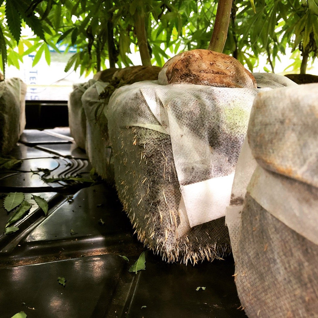 GroEzy 6" Coco Grow Cubes – Grow It Depot