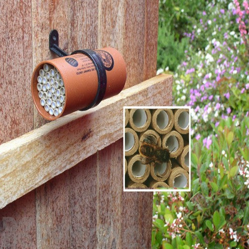 Orcon MASON BEE NEST (Contains 35 Nest Tubes and Mounting Bracket ...