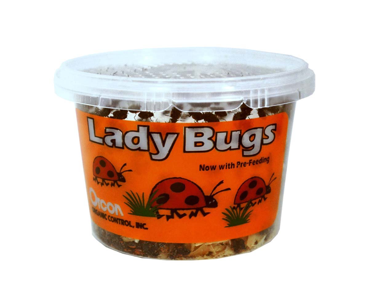 Orcon LADYBUGS Pre-Paid Certificate (500 Live Adults) - Case of 5 ...