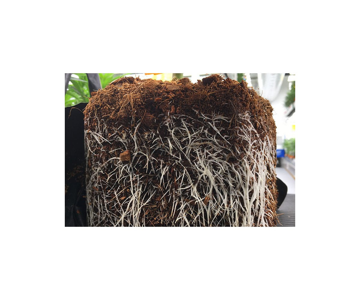 RIOCOCO PCM 1 Gallon Open Top Bag (44/cs) – Grow It Depot